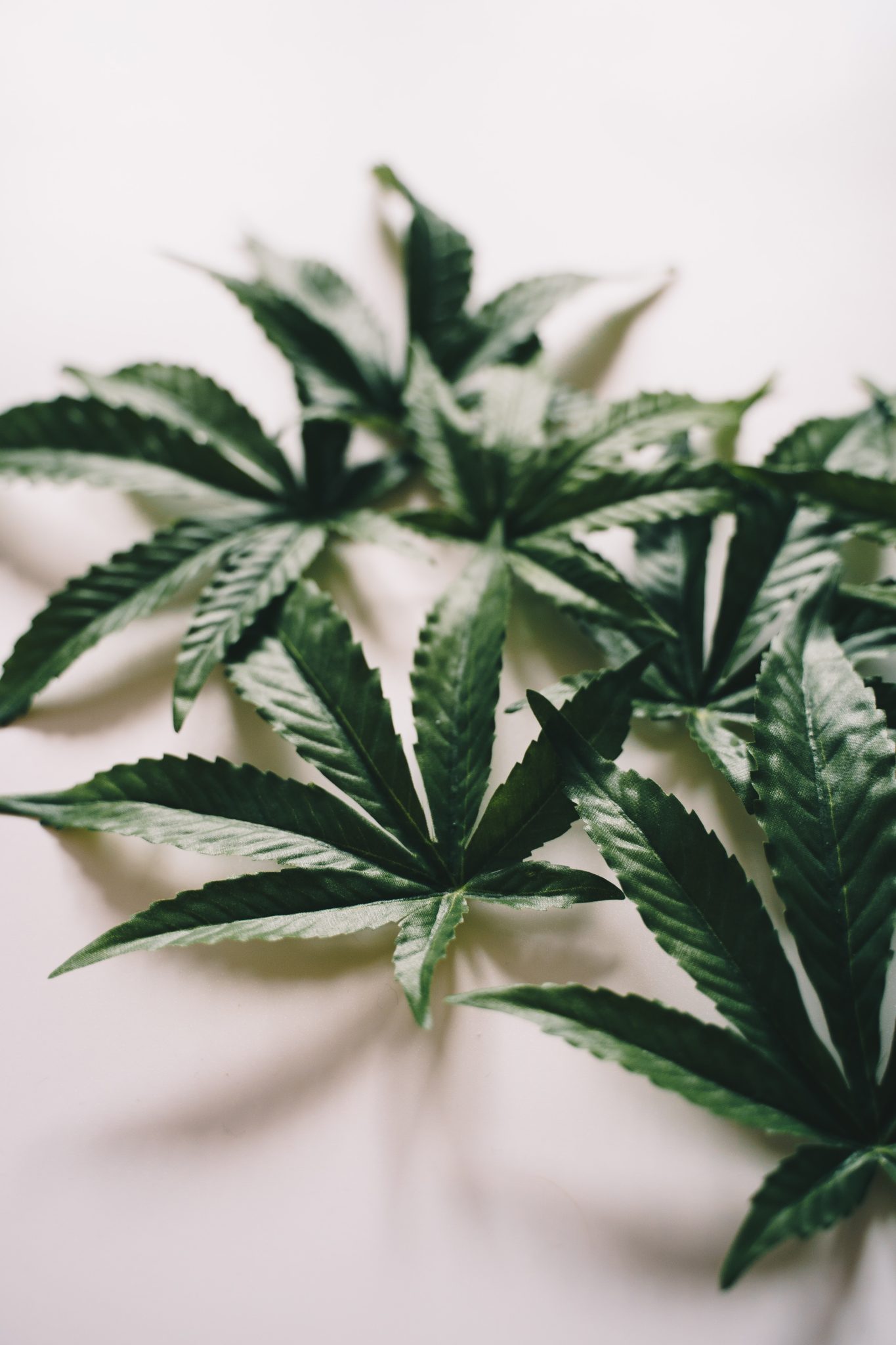 Federation of International Hemp Organizations – WordPress site description